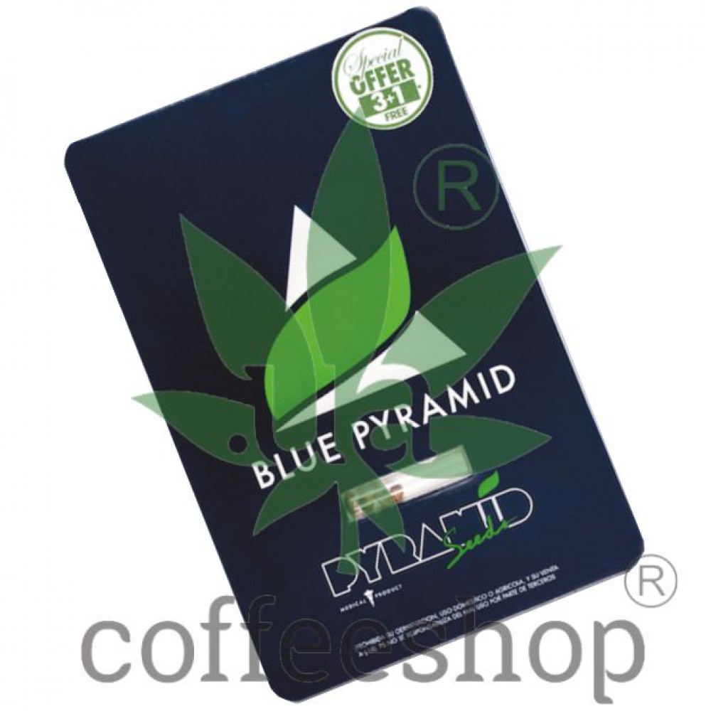 BLUE PYRAMID feminised – купити у Coffeeshop.ua